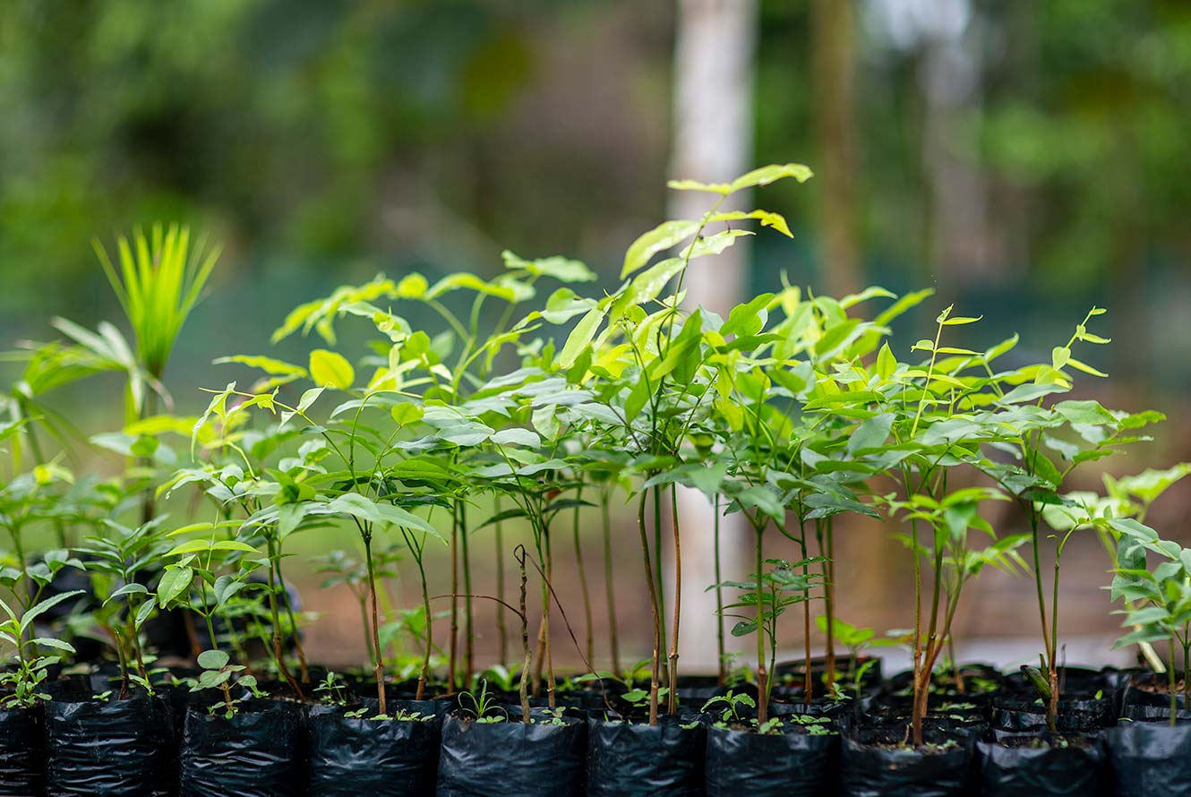 One Tree Planted - Coast Mountain Cannabis