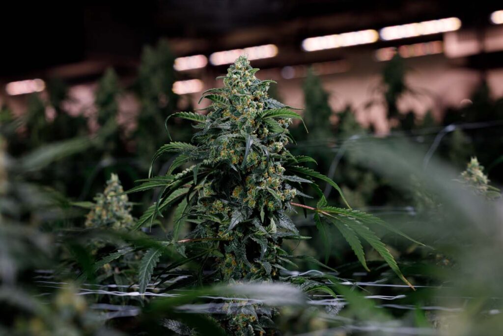 BC ORGANIC LUCY IN THE SKY (LSD) - Coast Mountain Cannabis BC ORGANIC LUCY IN THE SKY (LSD) - Coast Mountain Cannabis
