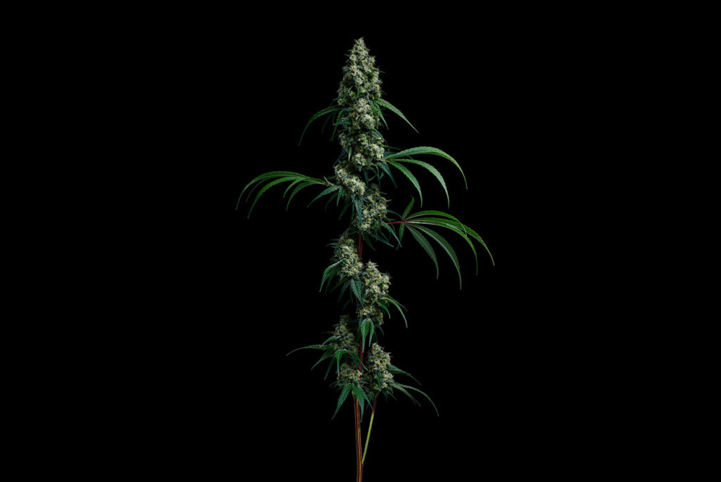 Buy BC Organic Pure Cake Skunk Online in Canada Buy BC Organic Pure Cake Skunk Online in Canada
