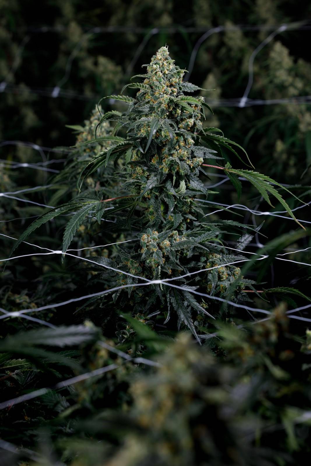 Cannabis Plant Anatomy Guide | Organic Cannabis & Male Plant Structures ...