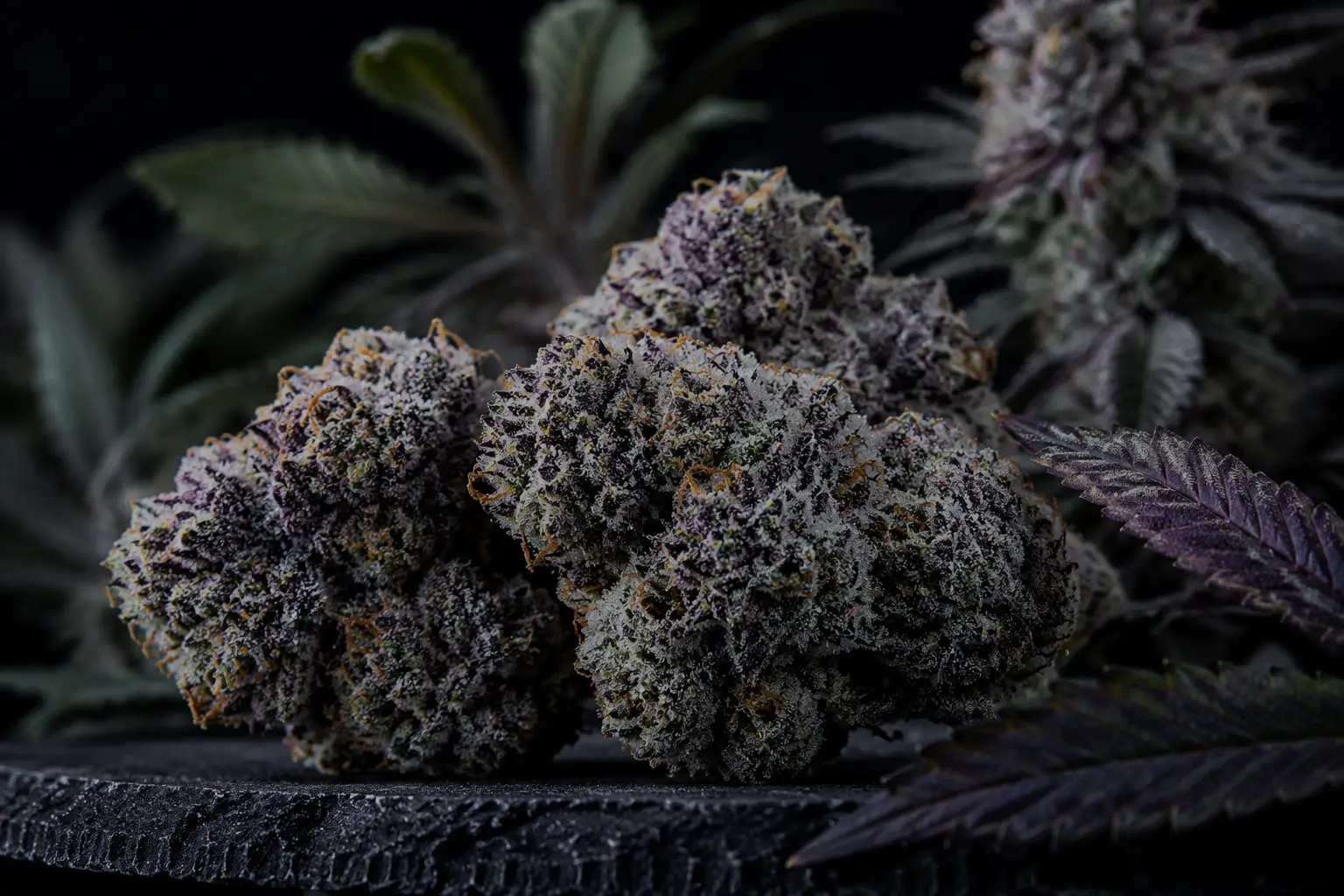 Bling Blaow Strain Review | Effects, Terpenes & Flavour Guide