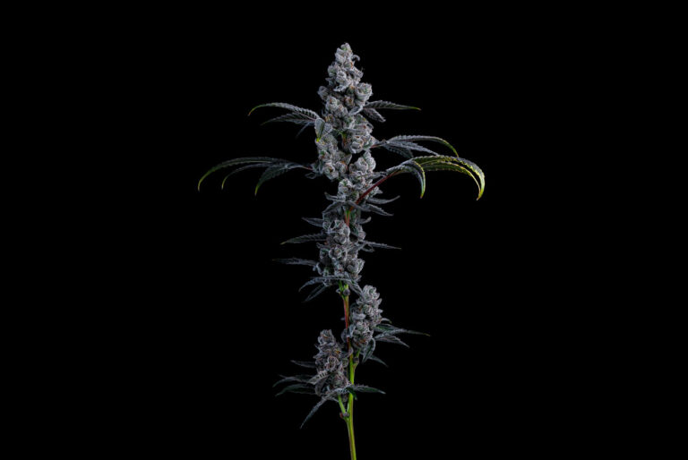 Bling Blaow Strain Review | Effects, Terpenes & Flavour Guide